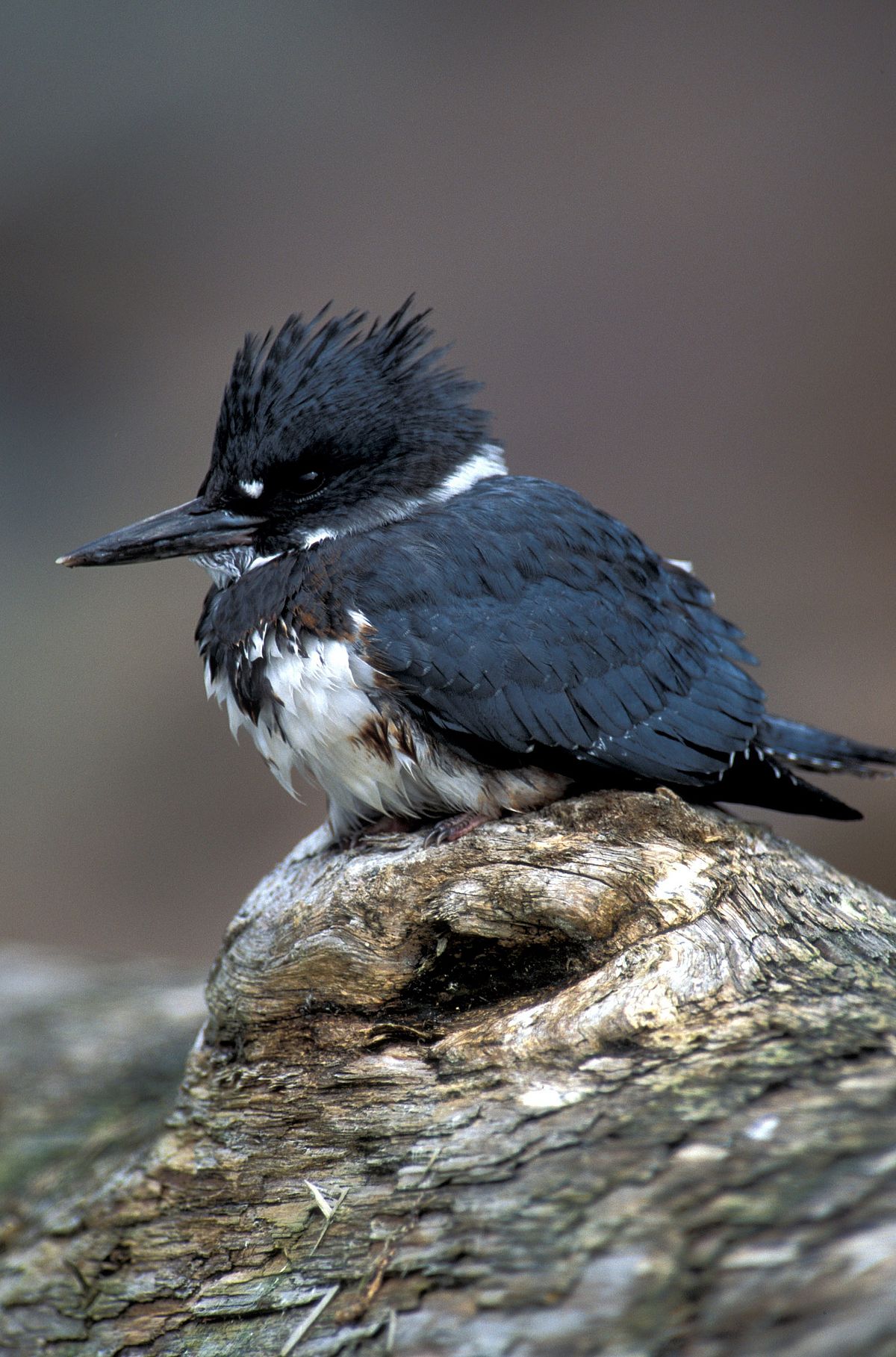 Belted Kingfisher: August Bird of the Month: - Greenbelt