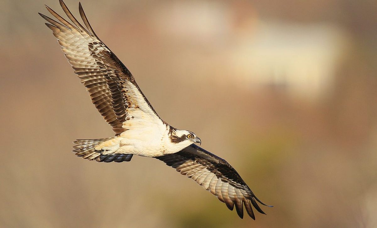 Osprey Season Recap: Population Growth and Other Highlights - Greenbelt