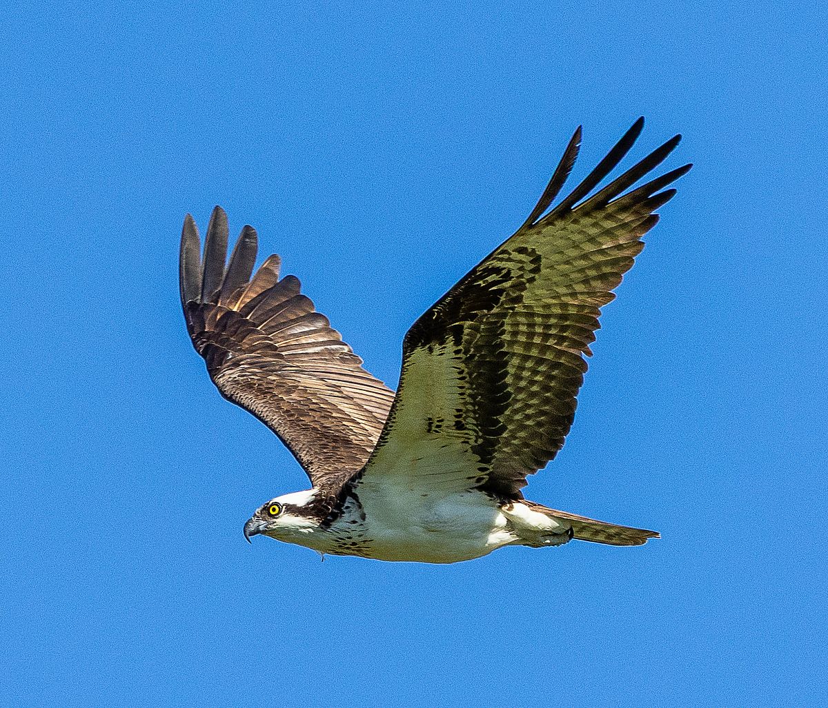 Another Successful Osprey Breeding Season - Greenbelt
