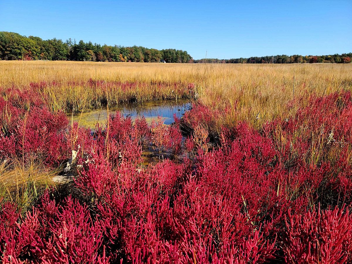Red Waves Ripple on Greenbelt Salt Marshes - Greenbelt