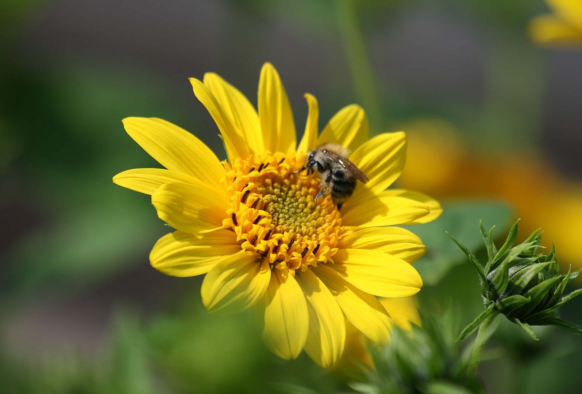 Greenbelt Uses Native Plants to Attract Pollinators - Greenbelt